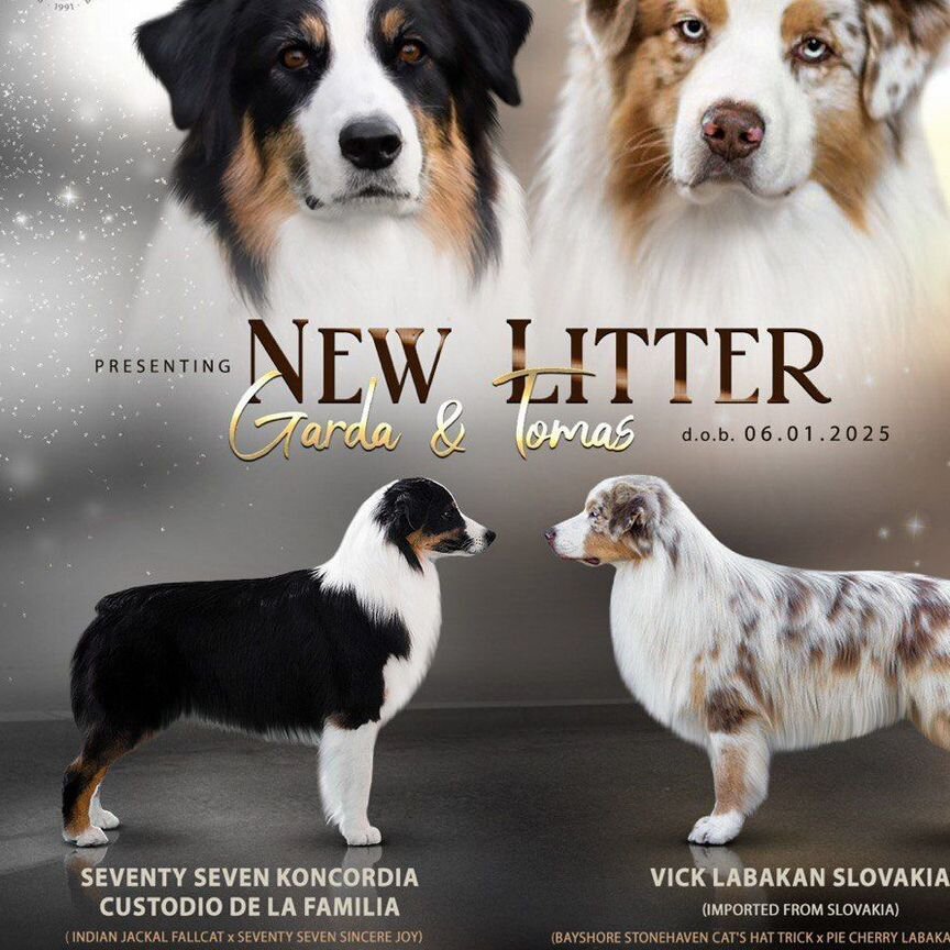 Раннее бронирование щенков Австралийской овчарки