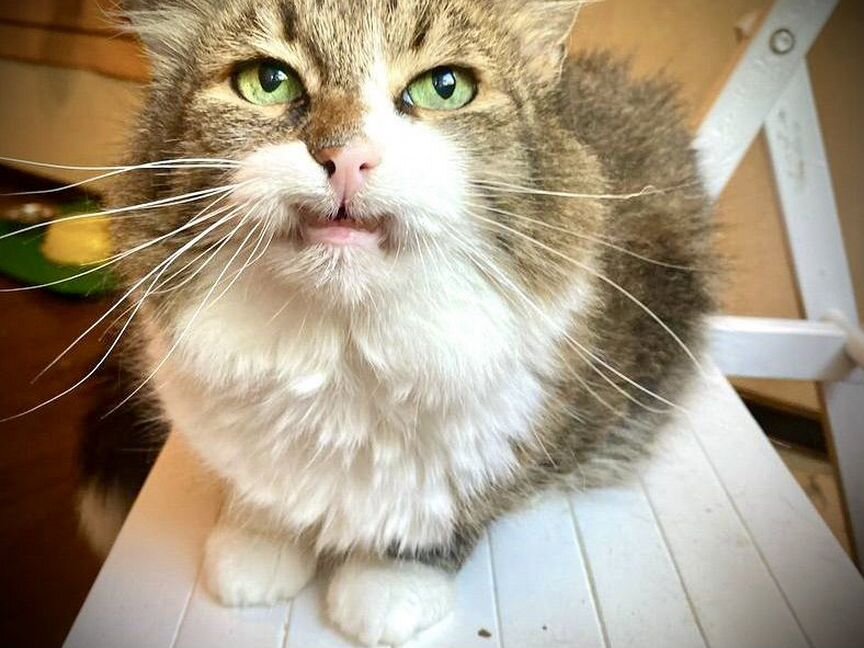 Робкий котик, зеленоглазое чудо