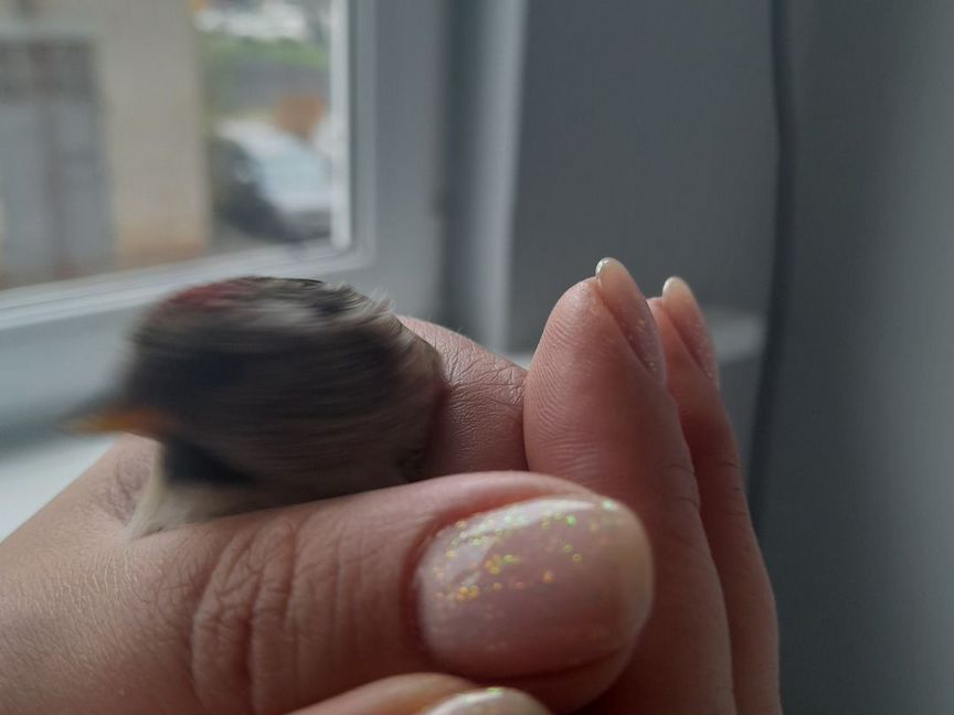 Птицы певчие, чиж, чечет