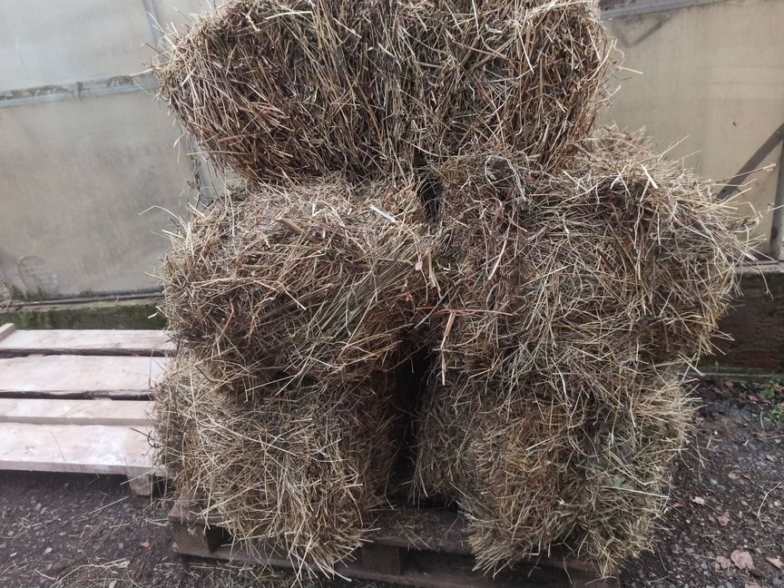 Сено в брикетах