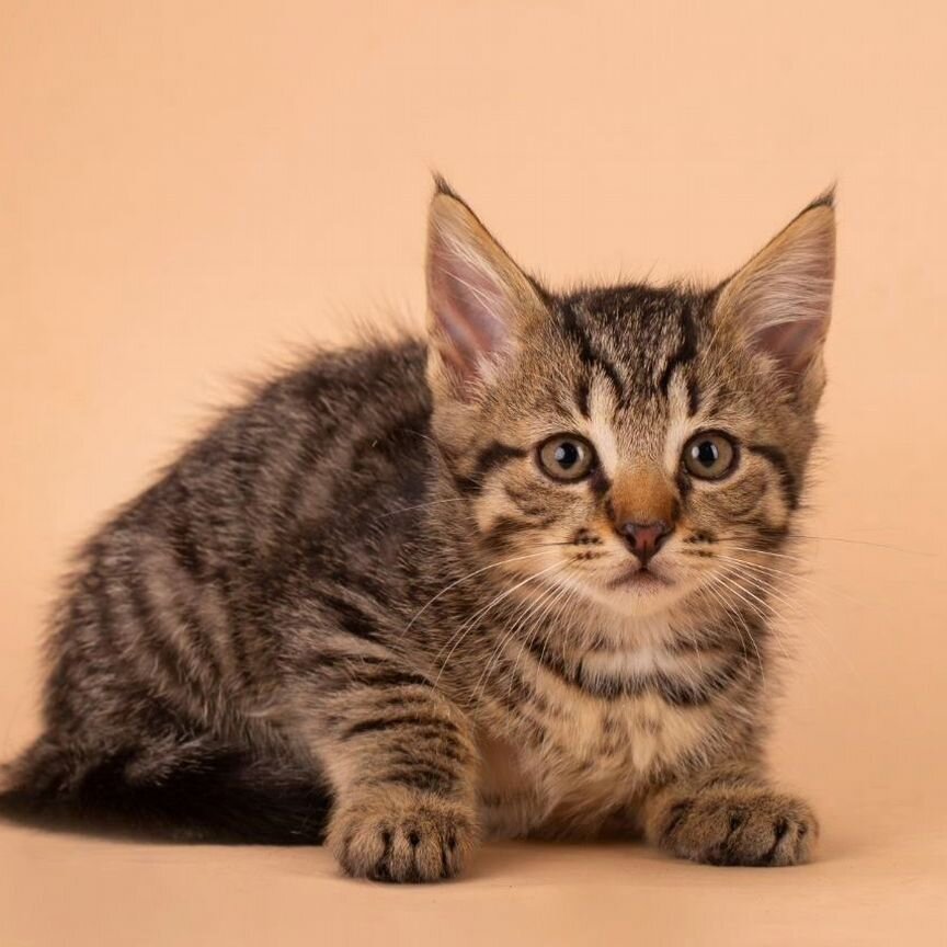 Котенок мальчик