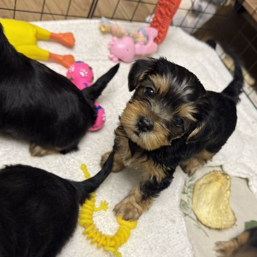 Йоркширский терьер, щенок