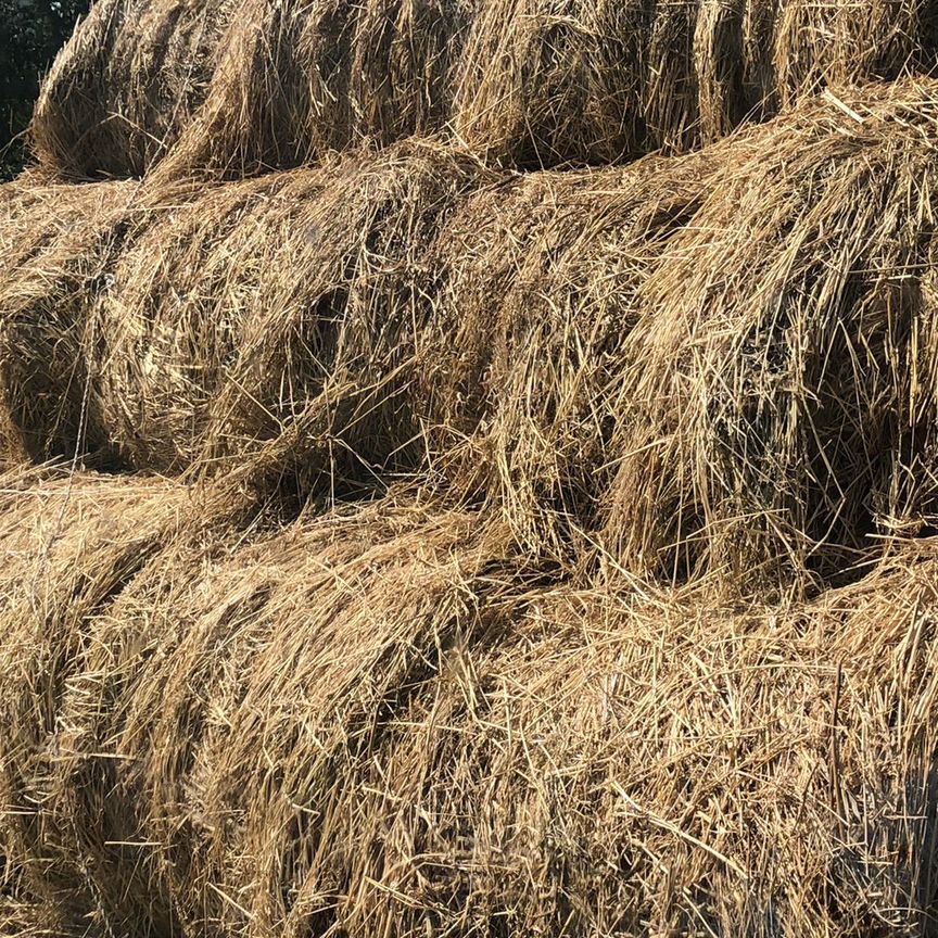 Сено суданка в тюках