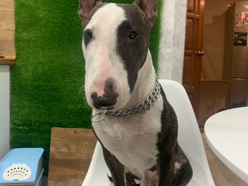 Бультерьер вязка