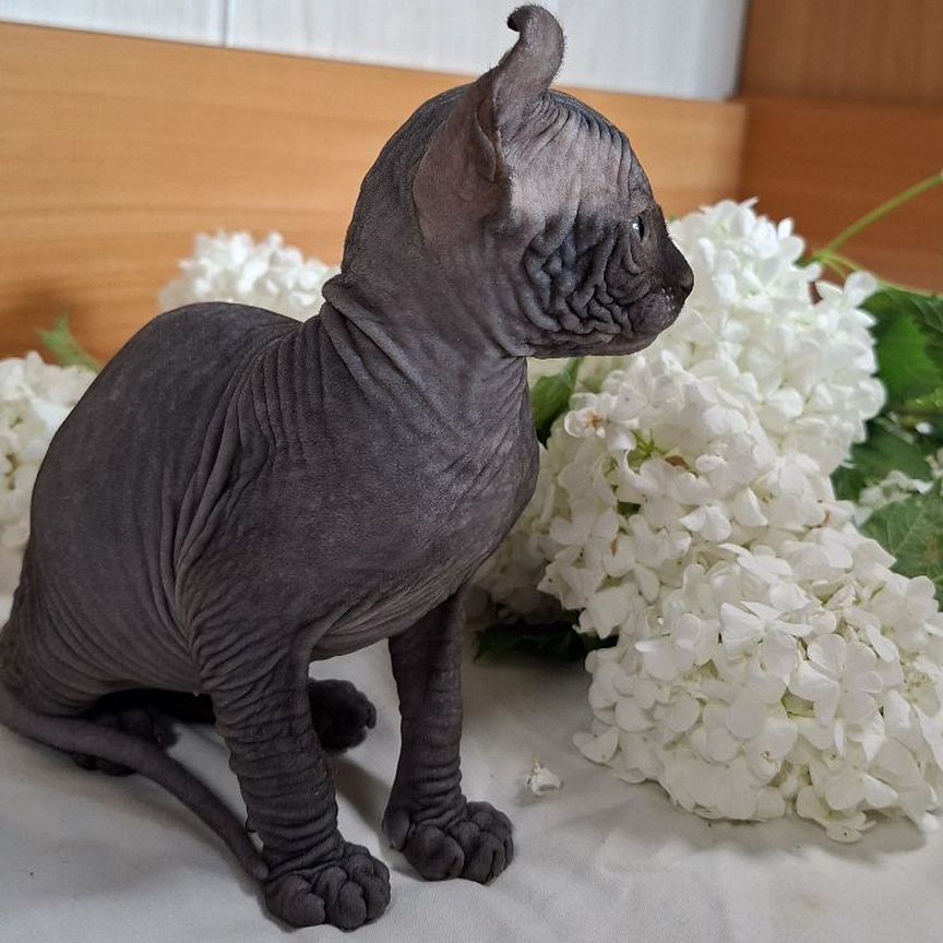 Канадский сфинкс котёнок