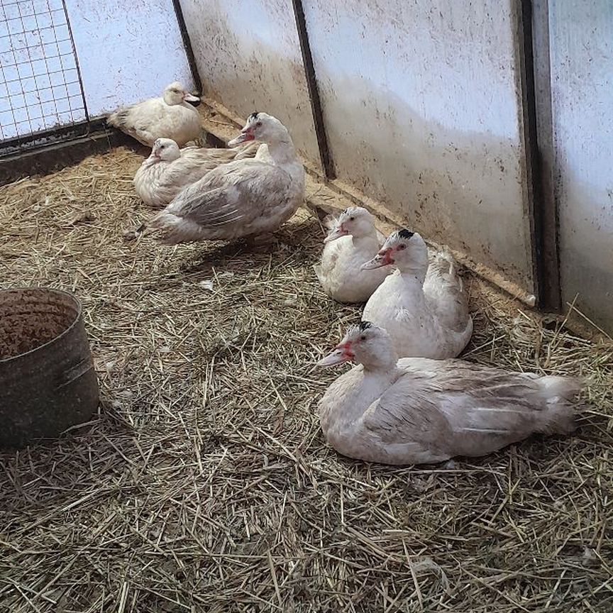 Мускусные утки лаванда