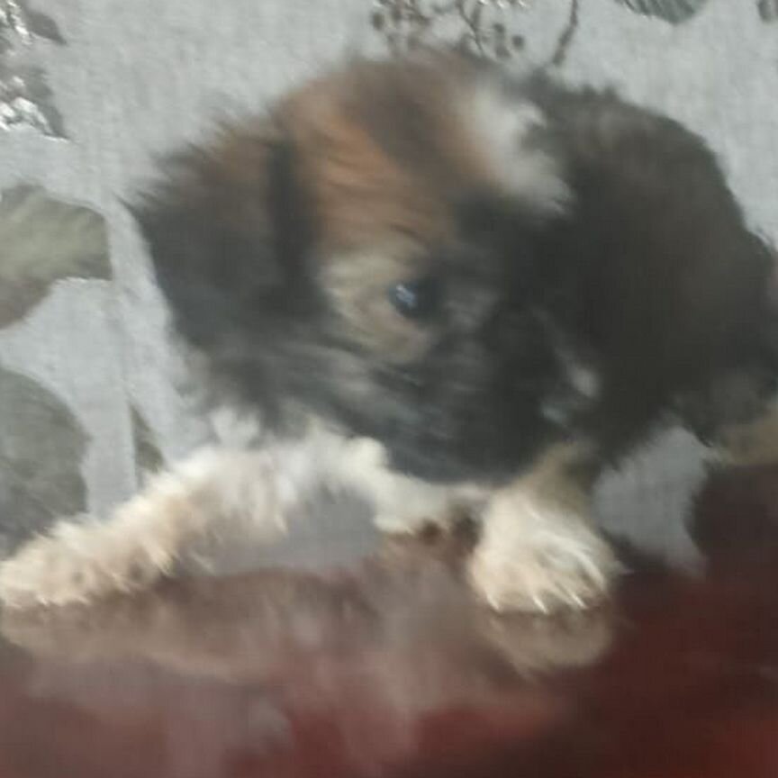 Китайская хохлатая, щенок