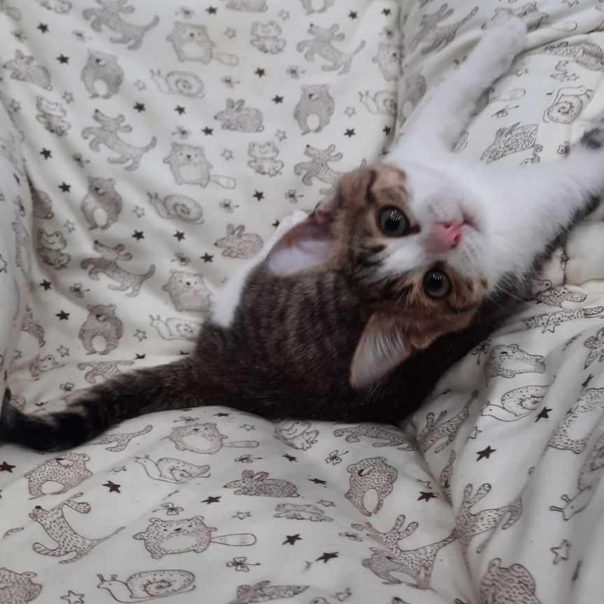 Котенок мальчик 3 месяца. Полностью здоровый