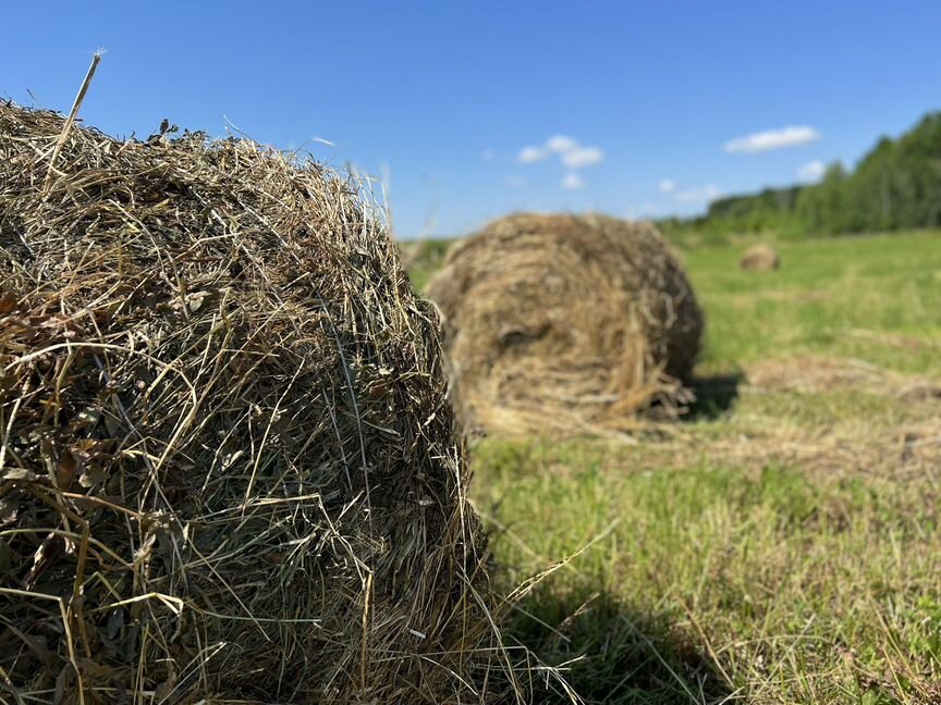 Сено рулоны 110 см свежее