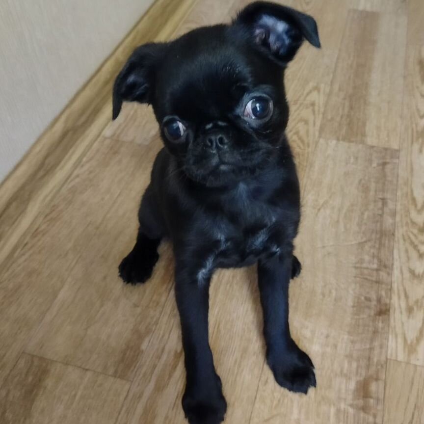 Пти-брабансон, щенок