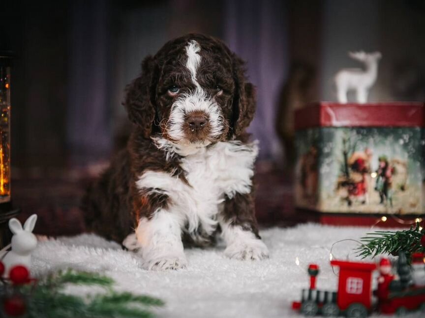 Лаготто романьоло щенок мальчик