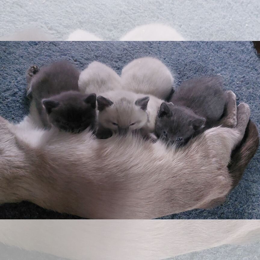 Тайский котёнок
