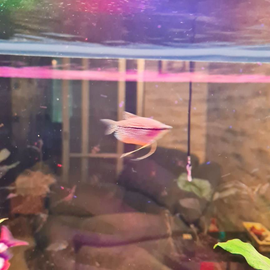 Гурами, барбусы