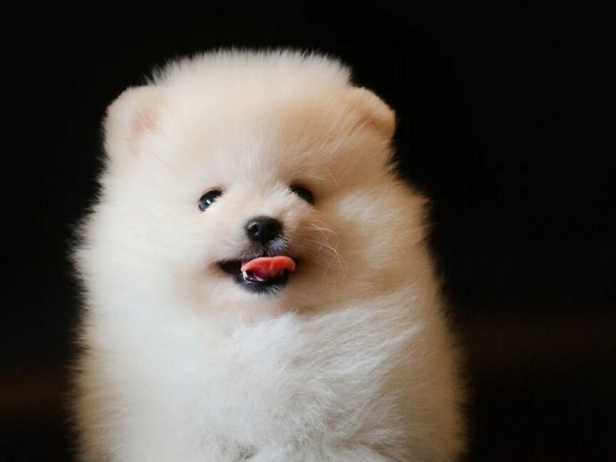 Щенки шпица