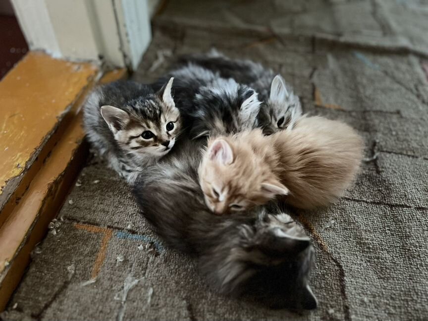Продажа котят Курильских Бобтейлов