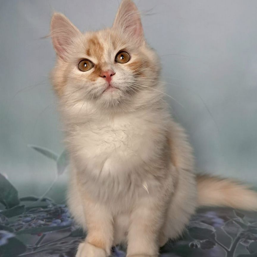 Сибирские котята