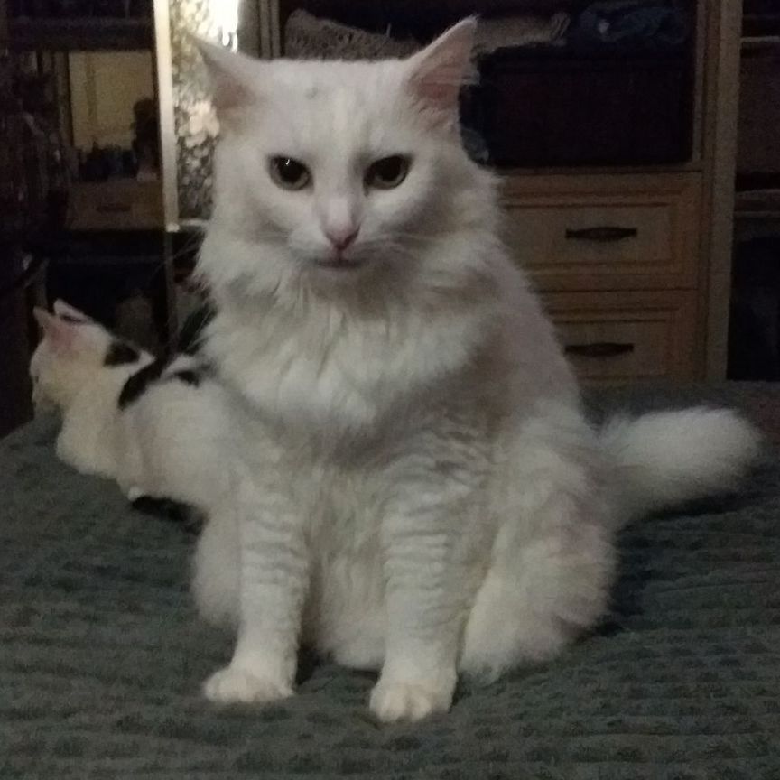 Кошка ангорская