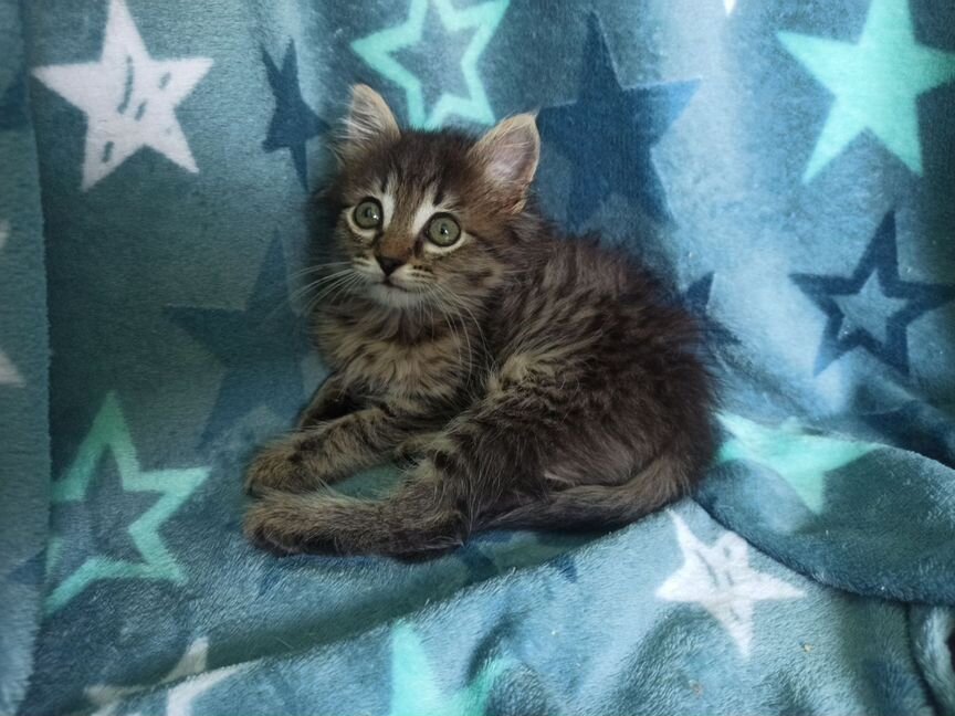 Котята 2 мес девочки