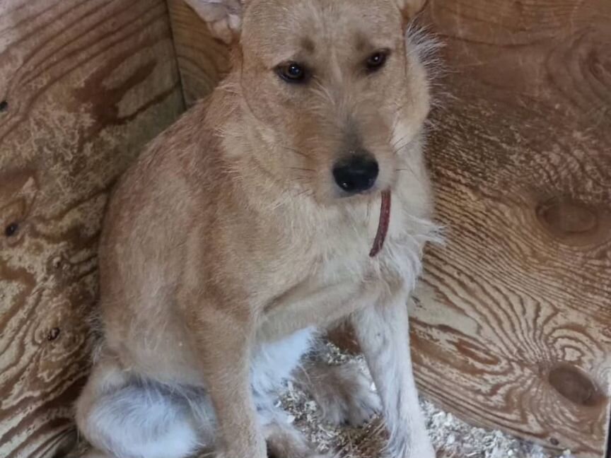 Собачка ищет семью