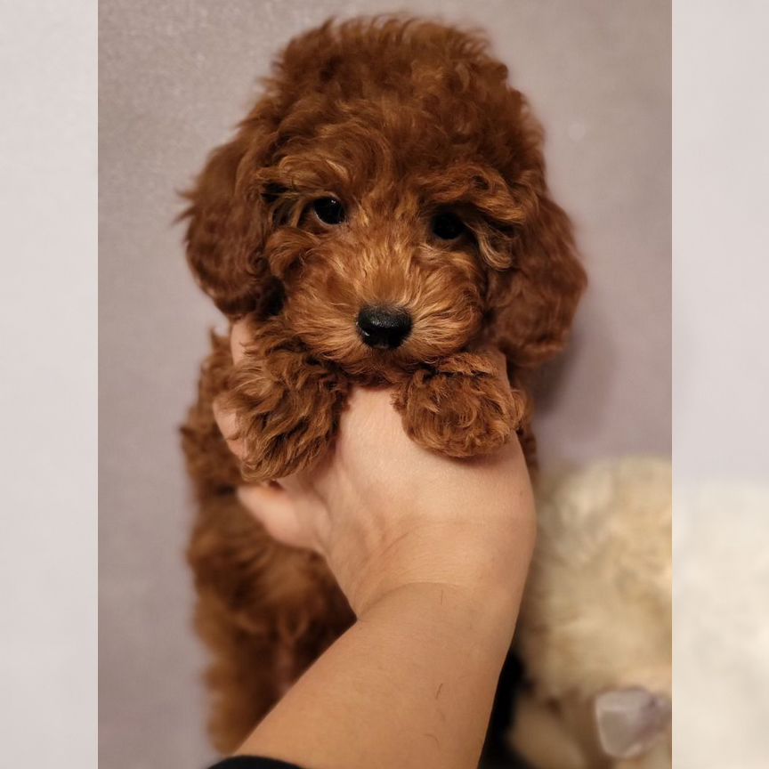 Той-пудель, щенок