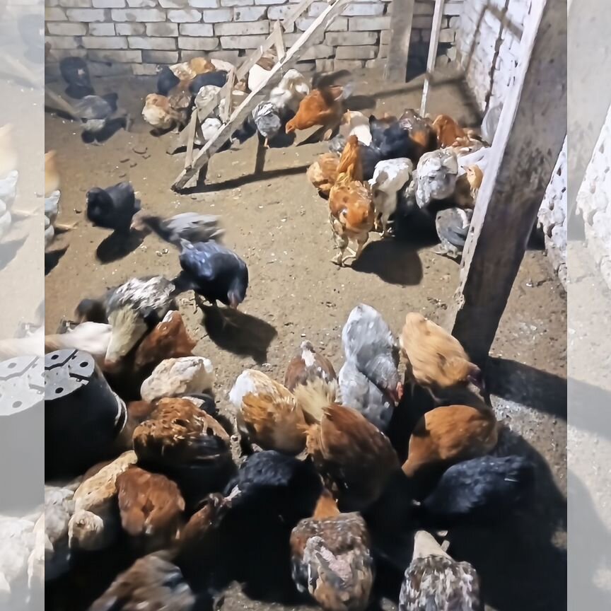 Куры несушки продам