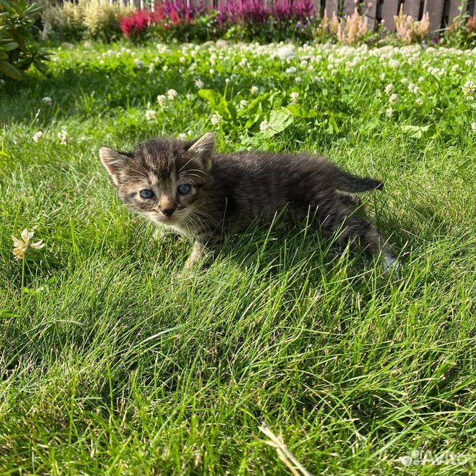 Котенок усатый полосатый