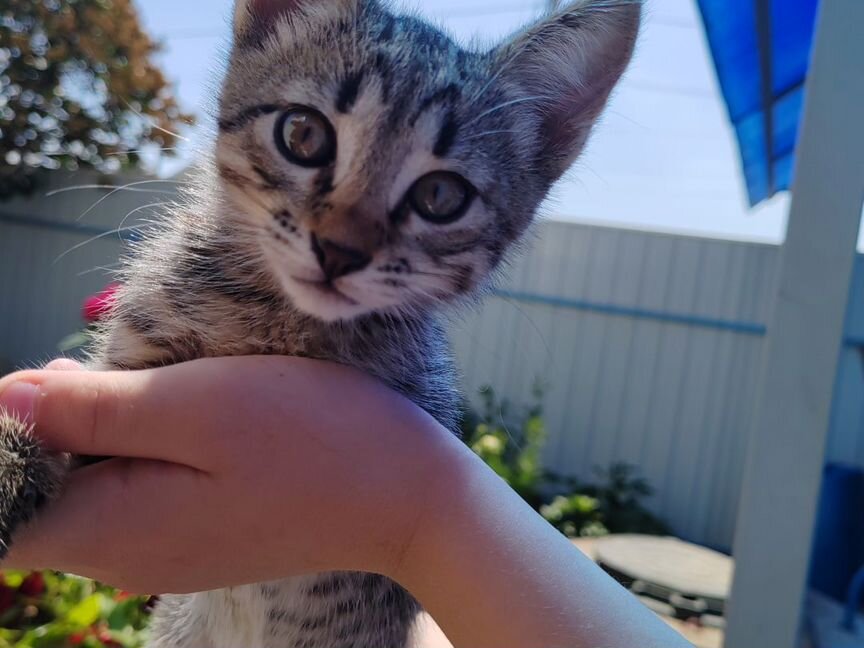 Симпатичная кошечка ищет дом