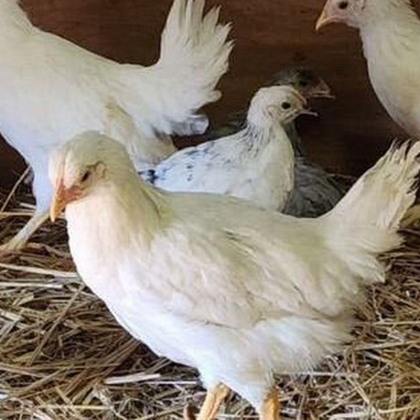 Цыплята несушки