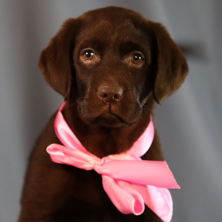 Лабрадор-ретривер, щенок