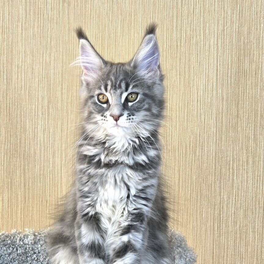 Котята мейн-кун