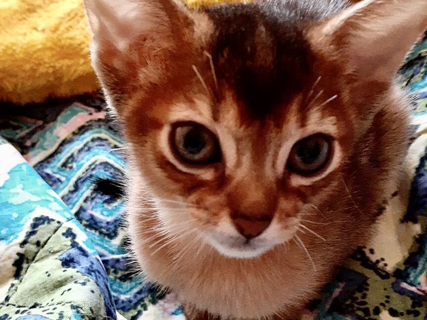 Абиссинская принцесса