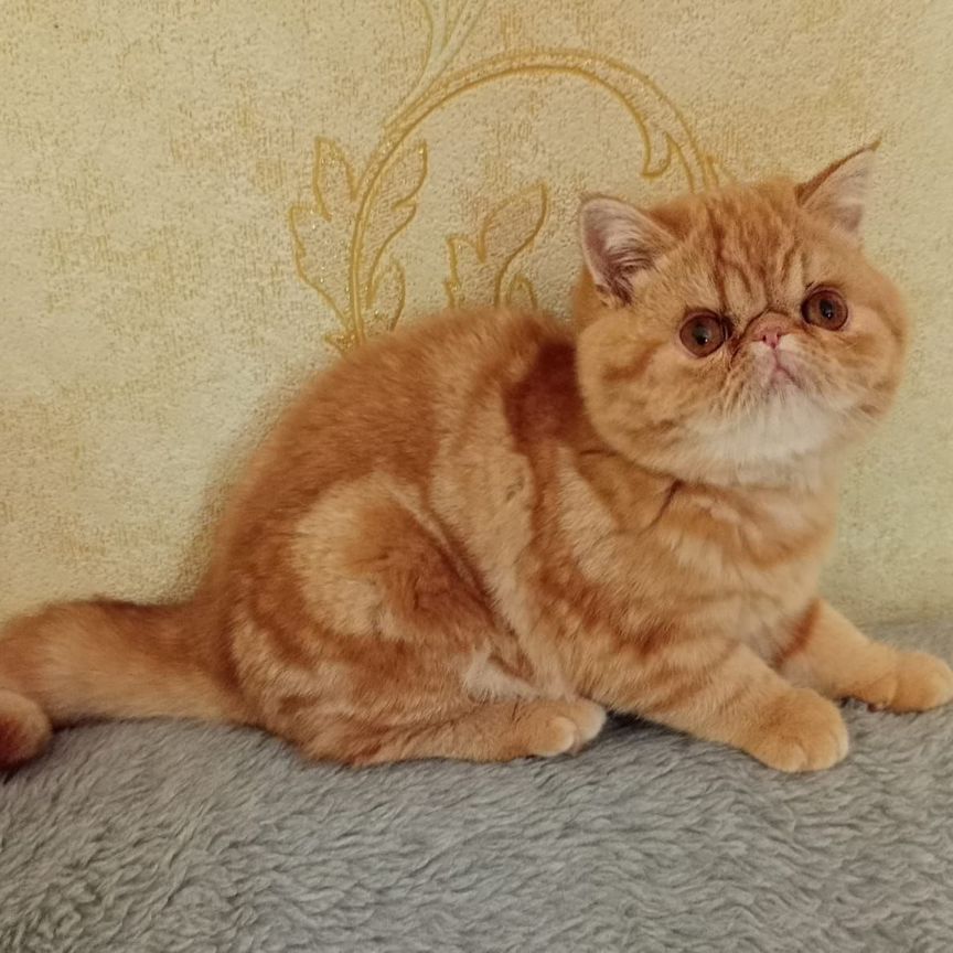 Экзотическая короткошерстная