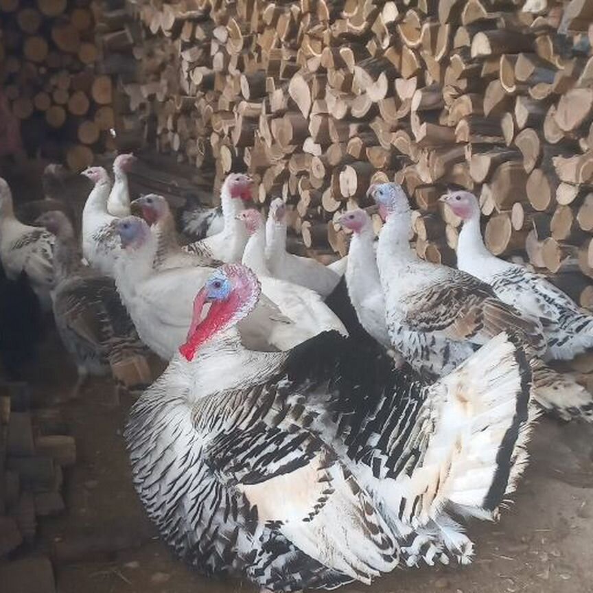 Продаются индюки на племя