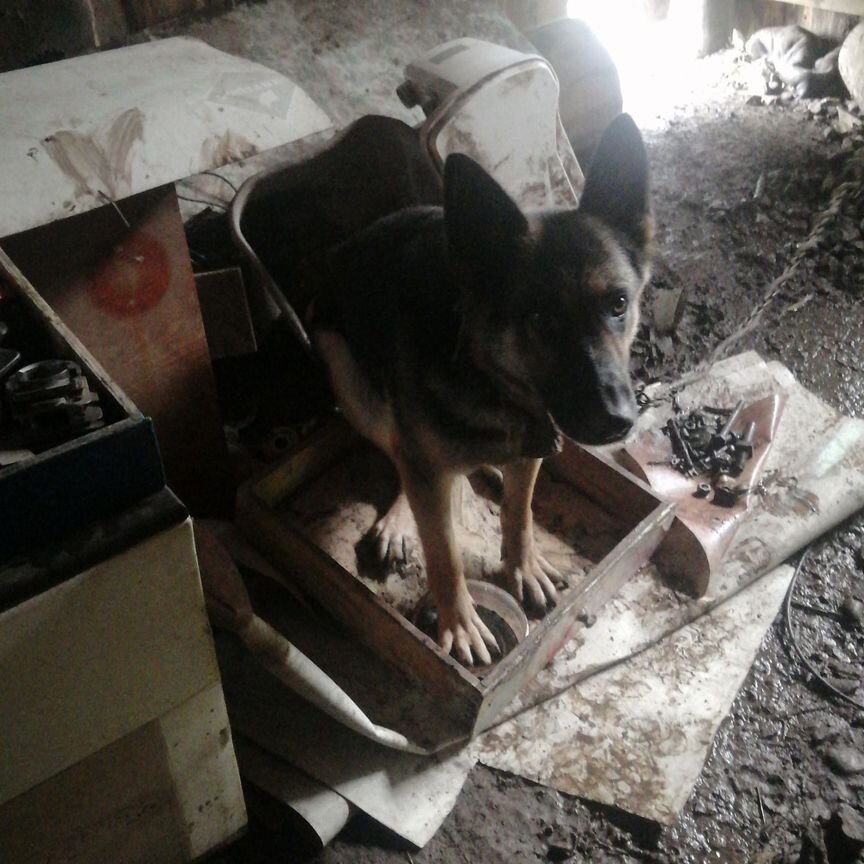 Собака в добрые руки