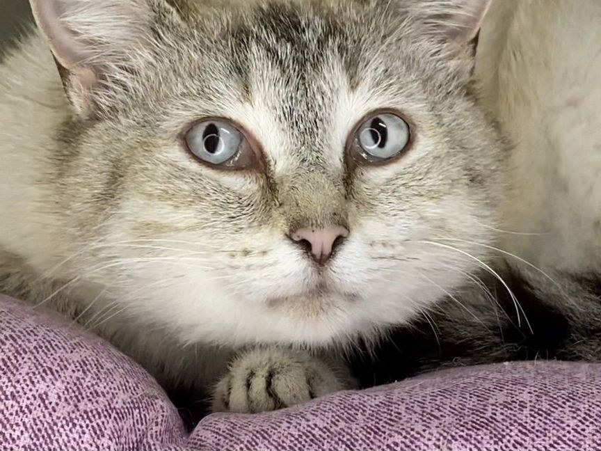 Кошки из приюта