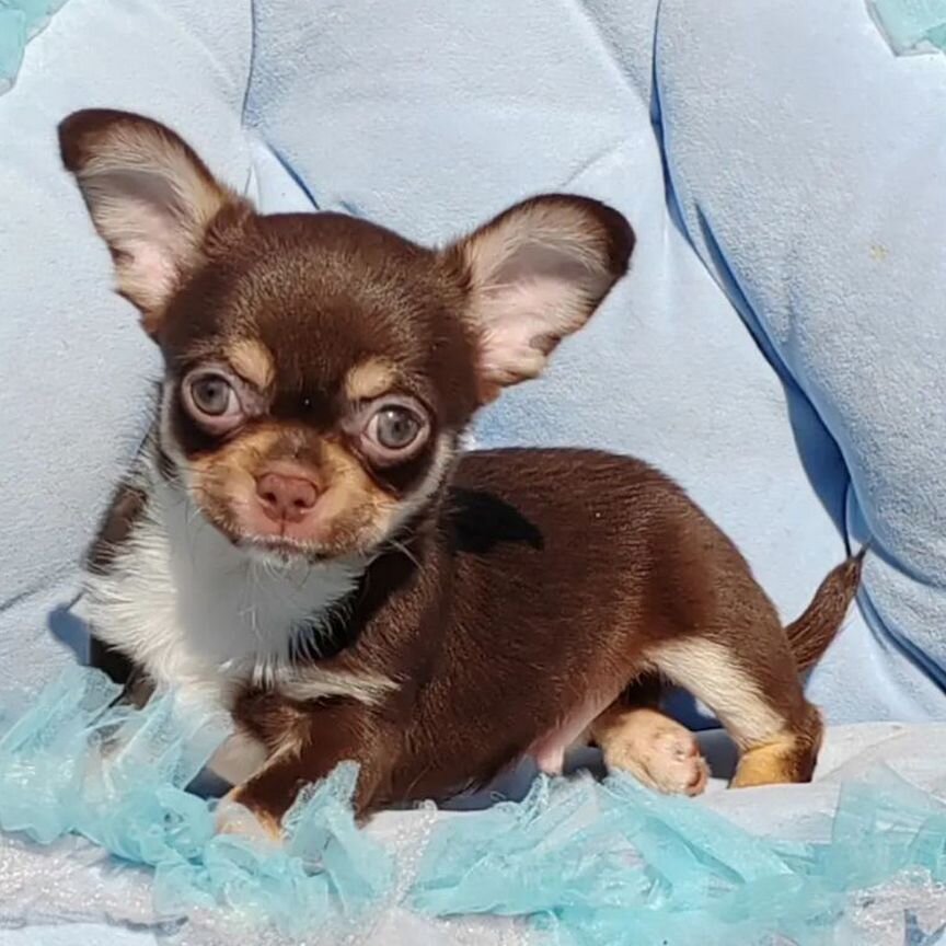 Чихуахуа, щенок