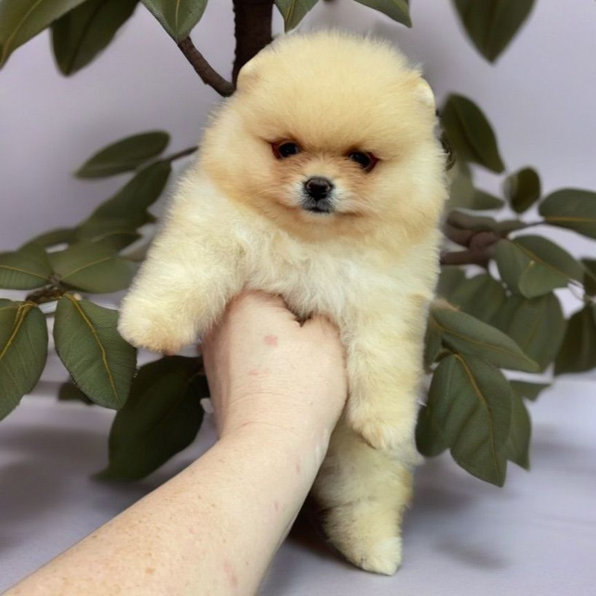 Померанский шпиц мальчишечка