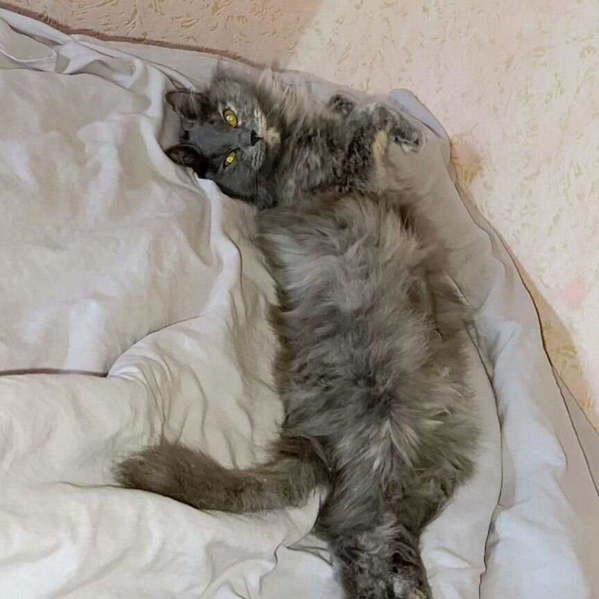 Отдам в добрые руки кошечку