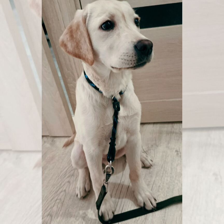 Лабрадор-ретривер, щенок