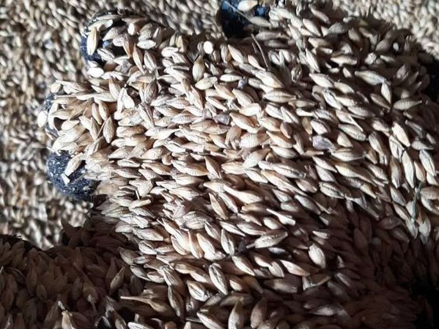 Просо, Фуражный овёс корма