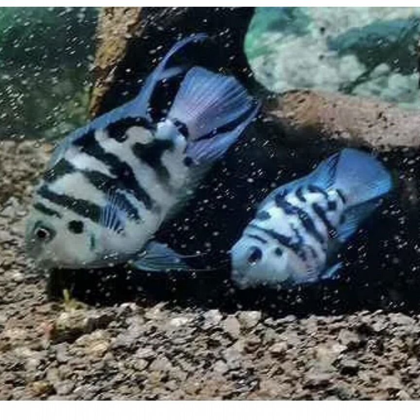 Отдам мальков попугайчиков