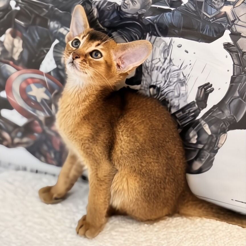 Абиссинский котёнок