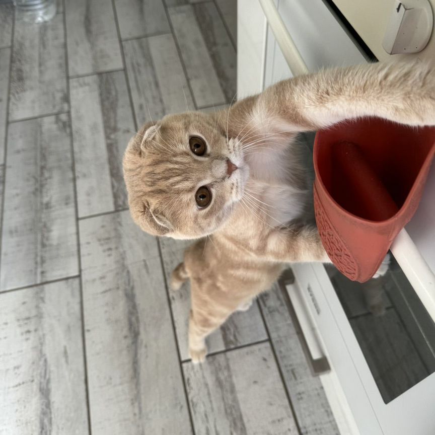 Котенок годовалый