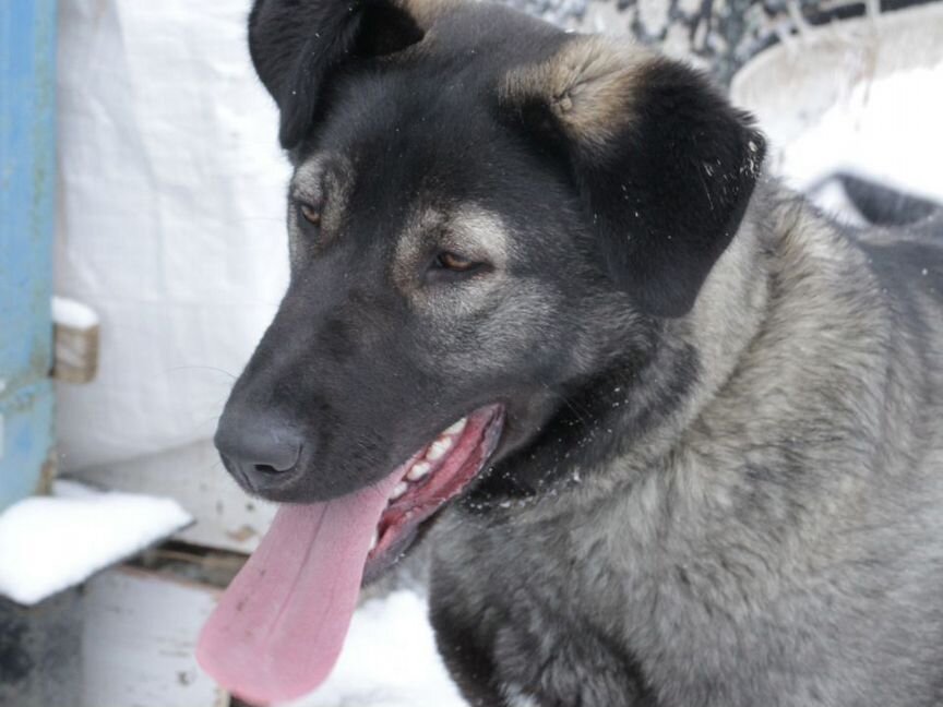 Собака в добрые руки отдам бесплатно