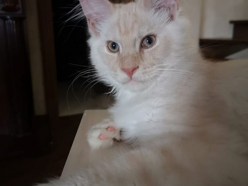 Котёнок мейн-кун мальчик 3,5 мес