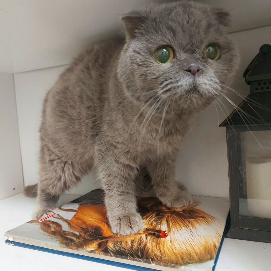 Кошечка вислоухая в добрые руки