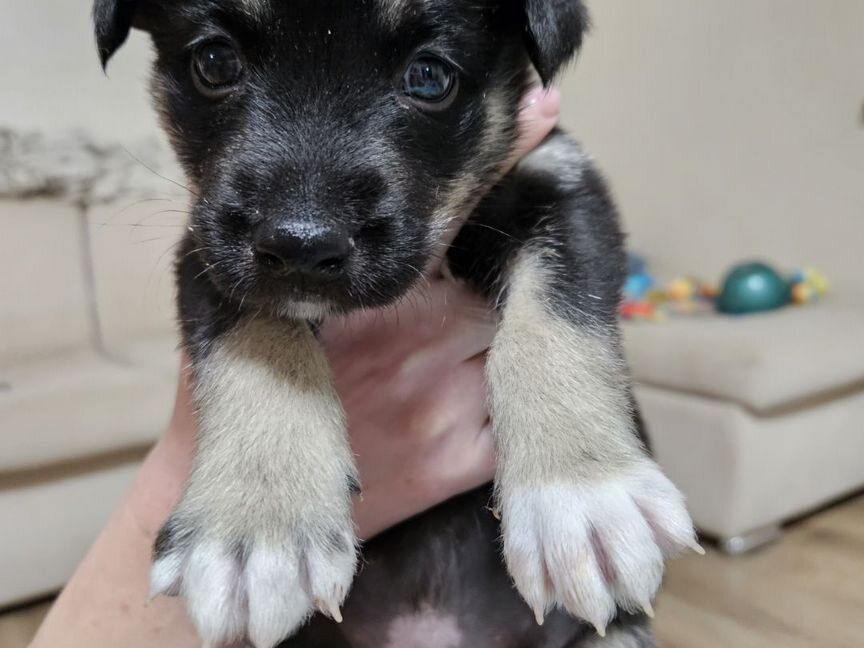 Собаки бесплатно в добрые руки щенки