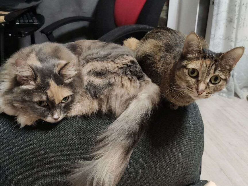 Кошка