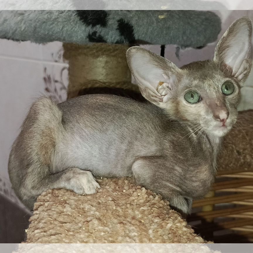 Лиловая черепашка