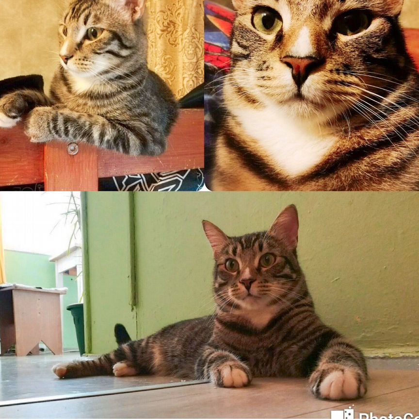 Отдам кота в добрые руки бесплатно